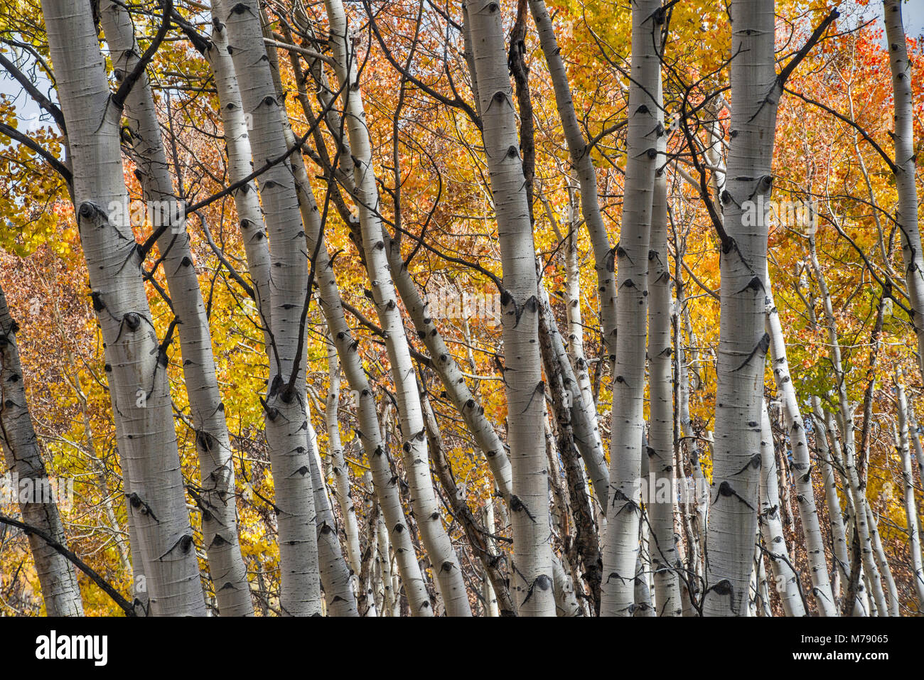 Aspen grove in autumn, Kebler Pass Road aka West Elk Loop Scenic Byway ...