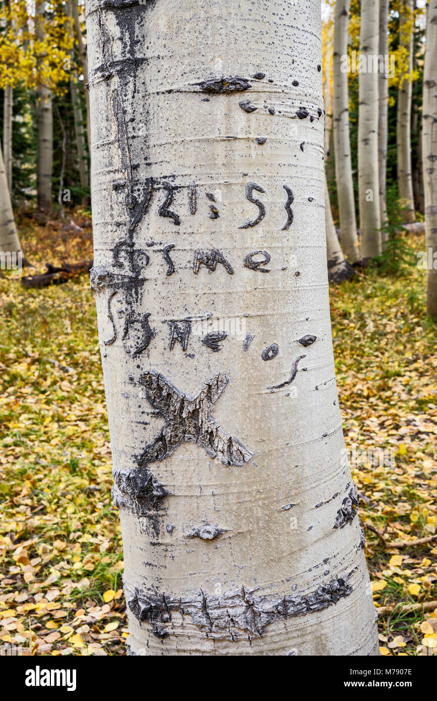 Old inscriptions carved on aspen trunks, West Elk Loop Scenic Byway ...