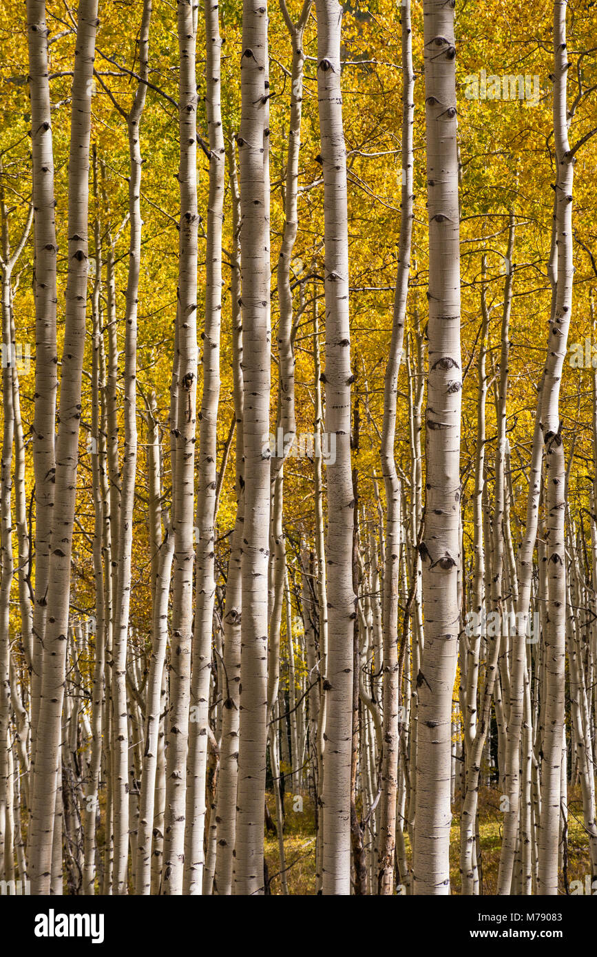 Aspen grove hi-res stock photography and images - Alamy