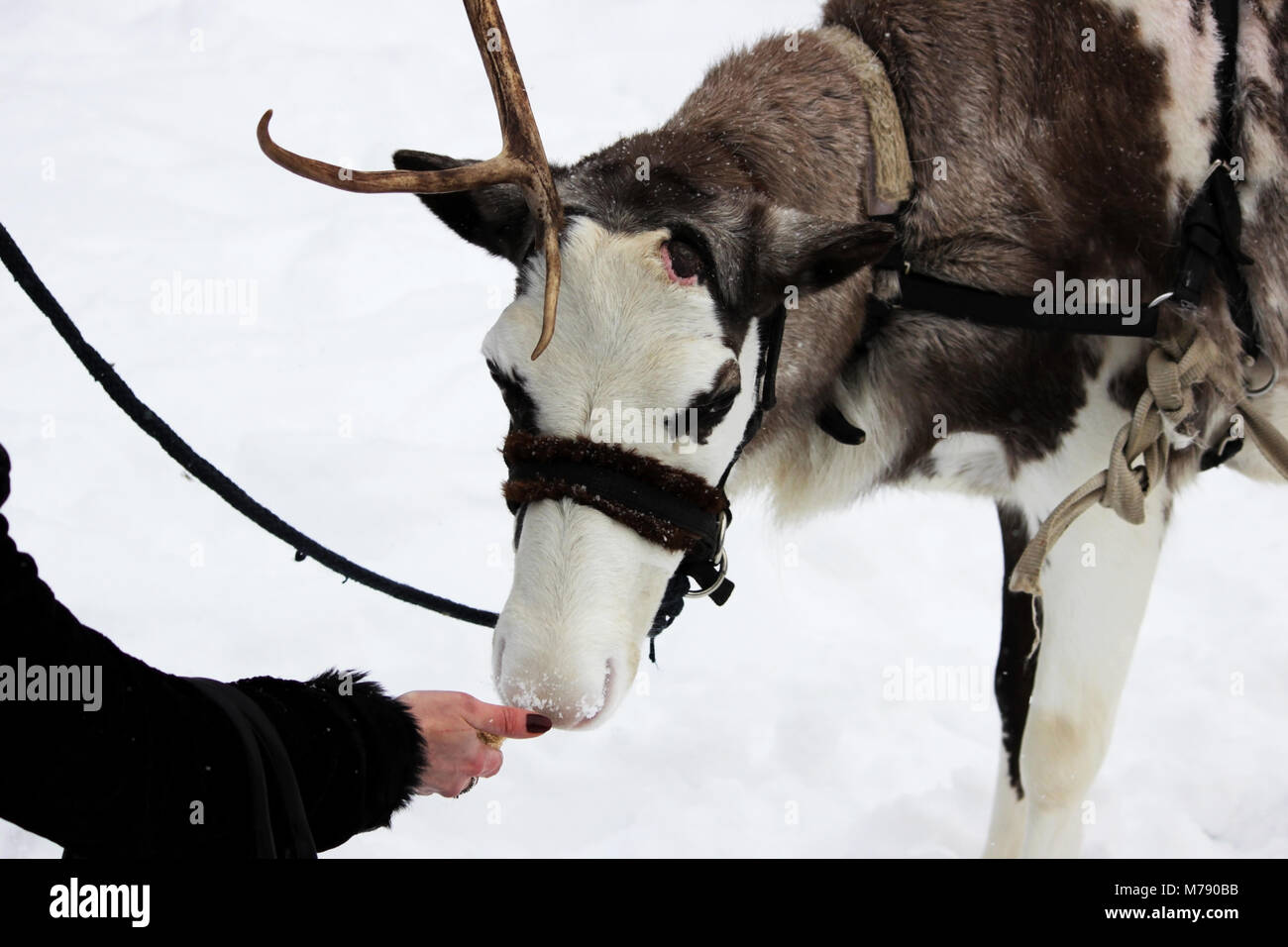Reindeer Harness Stock Photos & Reindeer Harness Stock Images - Alamy