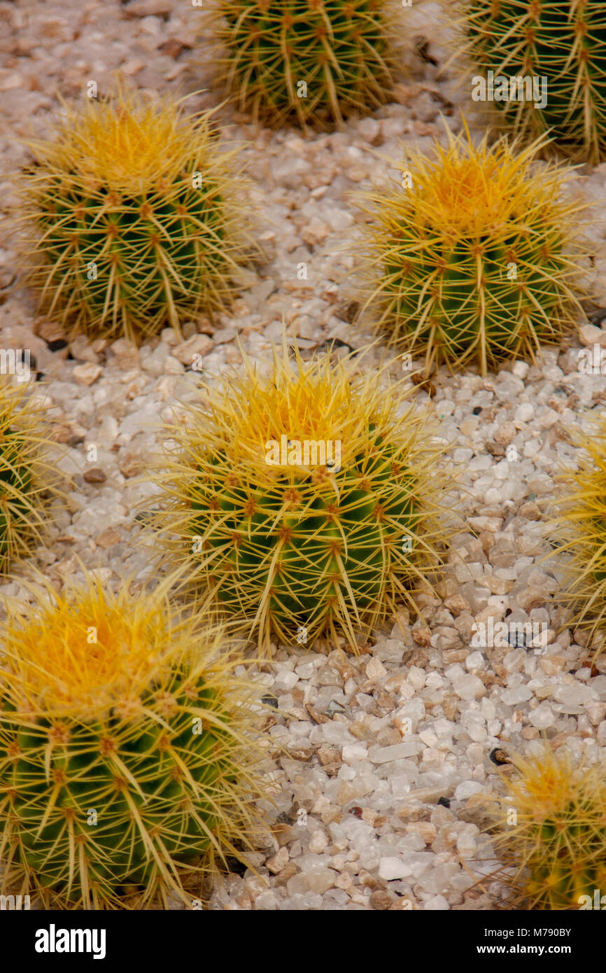 Barrel cactus vertical wallpaper, group of cactuses with pebble ...