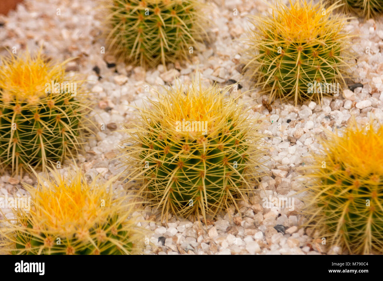 Barrel cactus horizontal wallpaper, group of cactuses with pebble ...