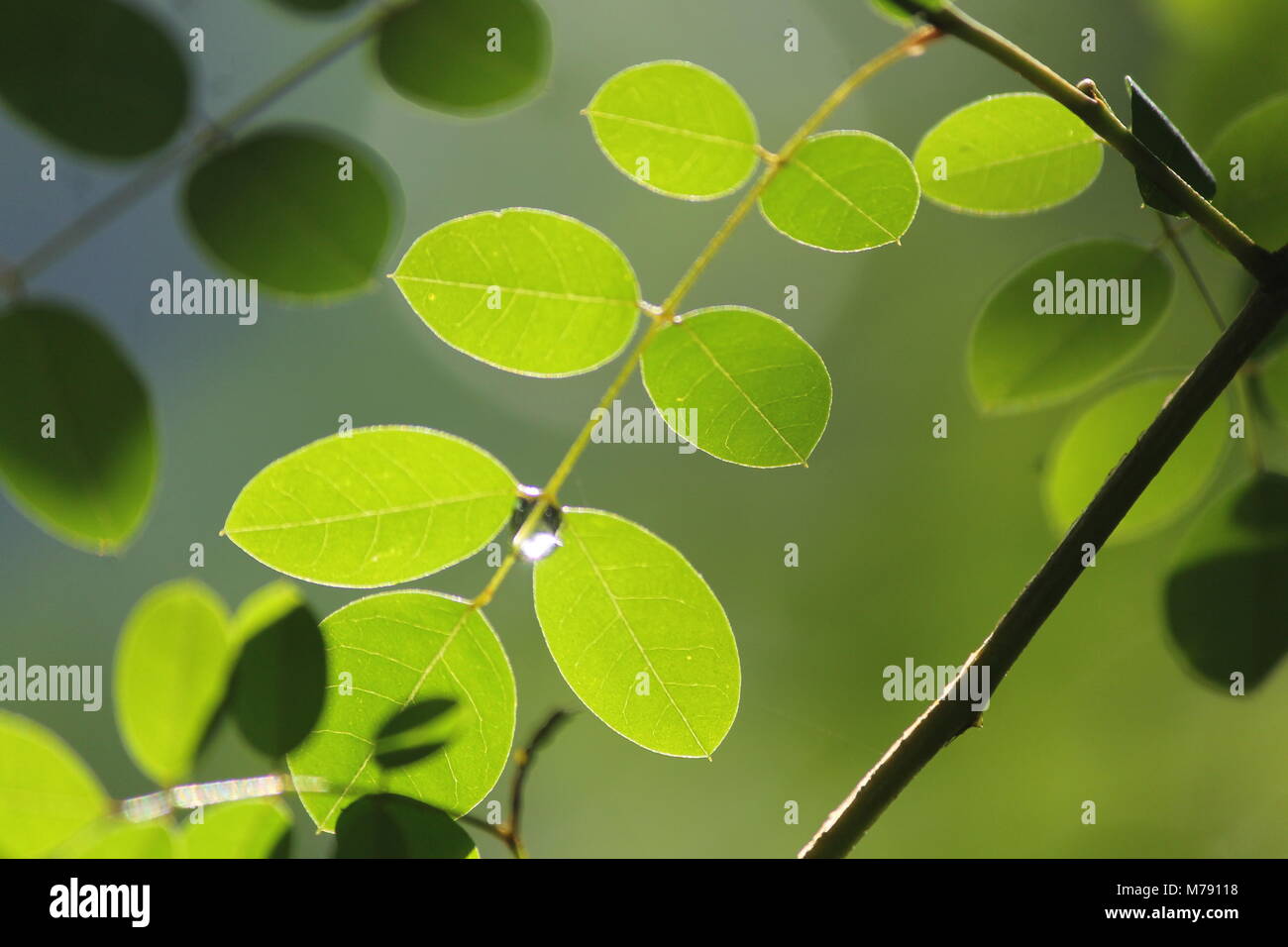 Good morning nature hd wallpaper hi-res stock photography and images ...