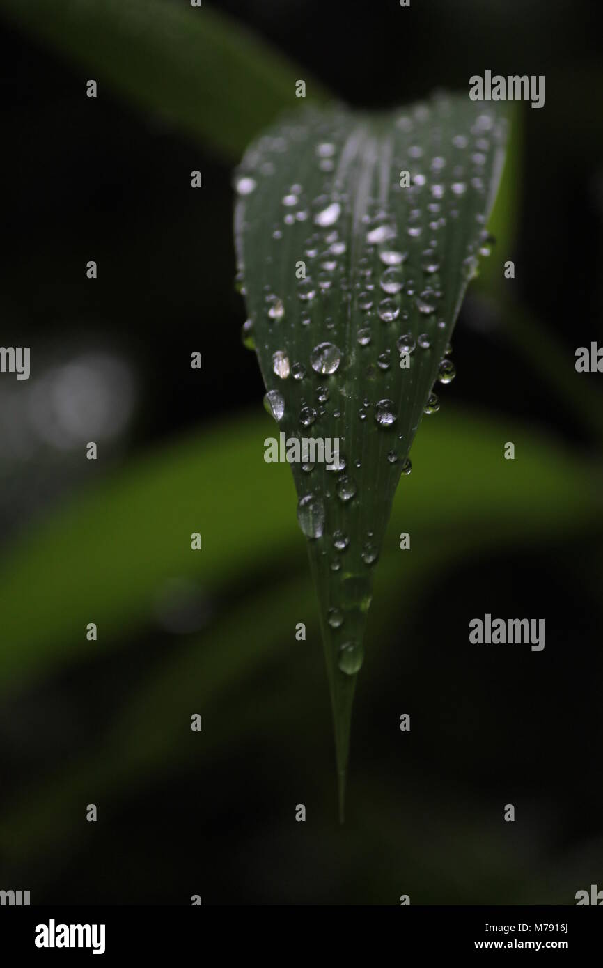 Good morning images birds hi-res stock photography and images - Alamy