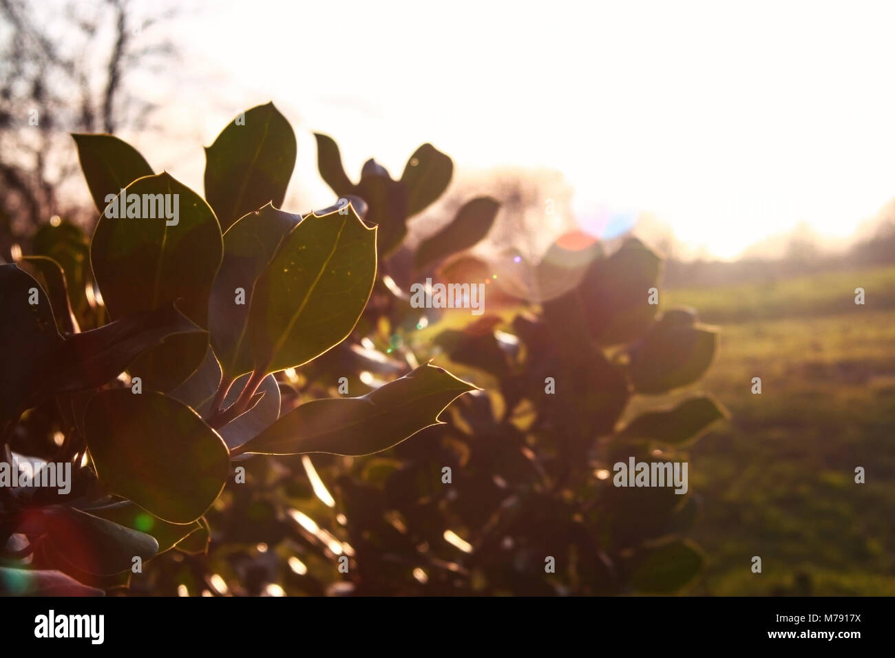 Thick green tree leaves backlight by sun Stock Photo - Alamy