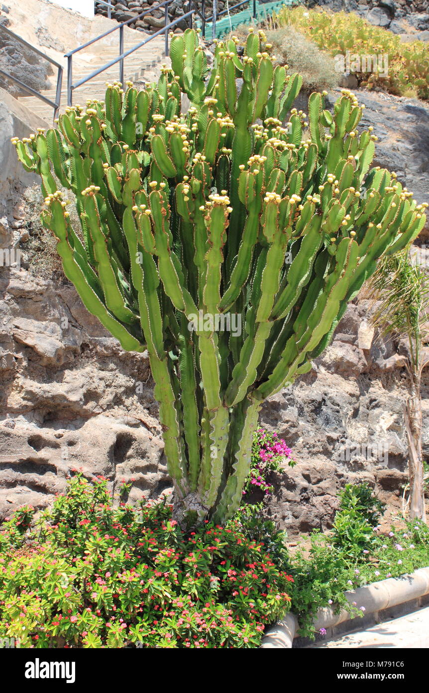 Euphorbia Canariensis - canary island typical cactus Stock Photo - Alamy