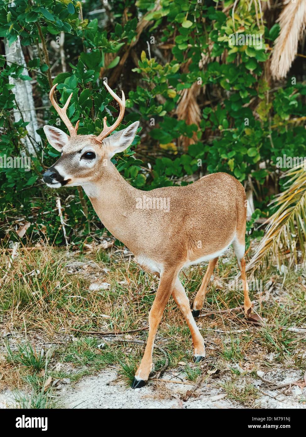 Key Deer of the Florida Keys Stock Photo - Alamy
