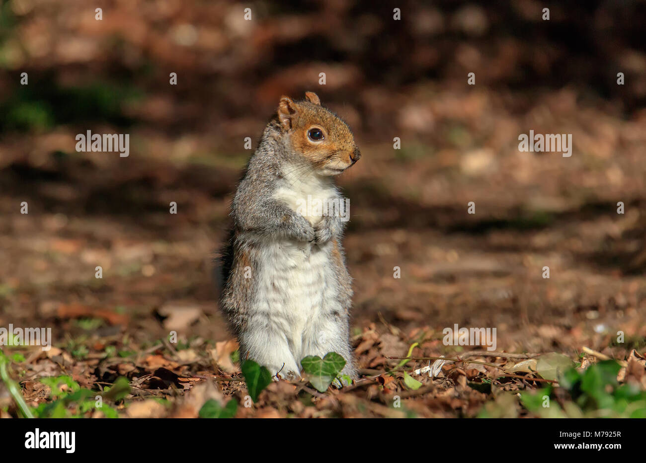 An Eastern Grey Squirrel - Scientific Name: Sciurus Carolinensis ...