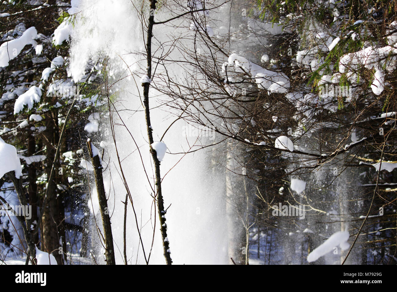 white snow is falling from the tree with a twig in the forest from the ...