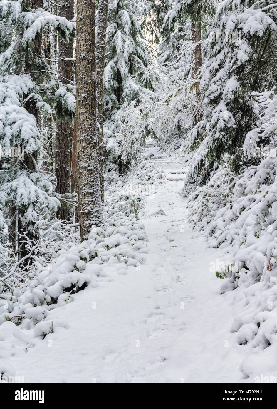 Snow covered Burley mountain trail,winter 2018, Washington, USA Stock ...