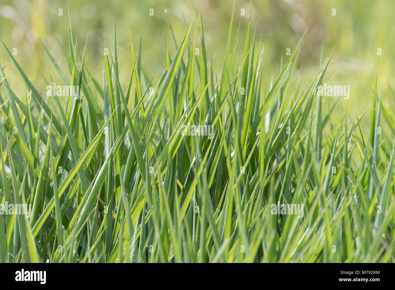 Grassland background hi-res stock photography and images - Alamy