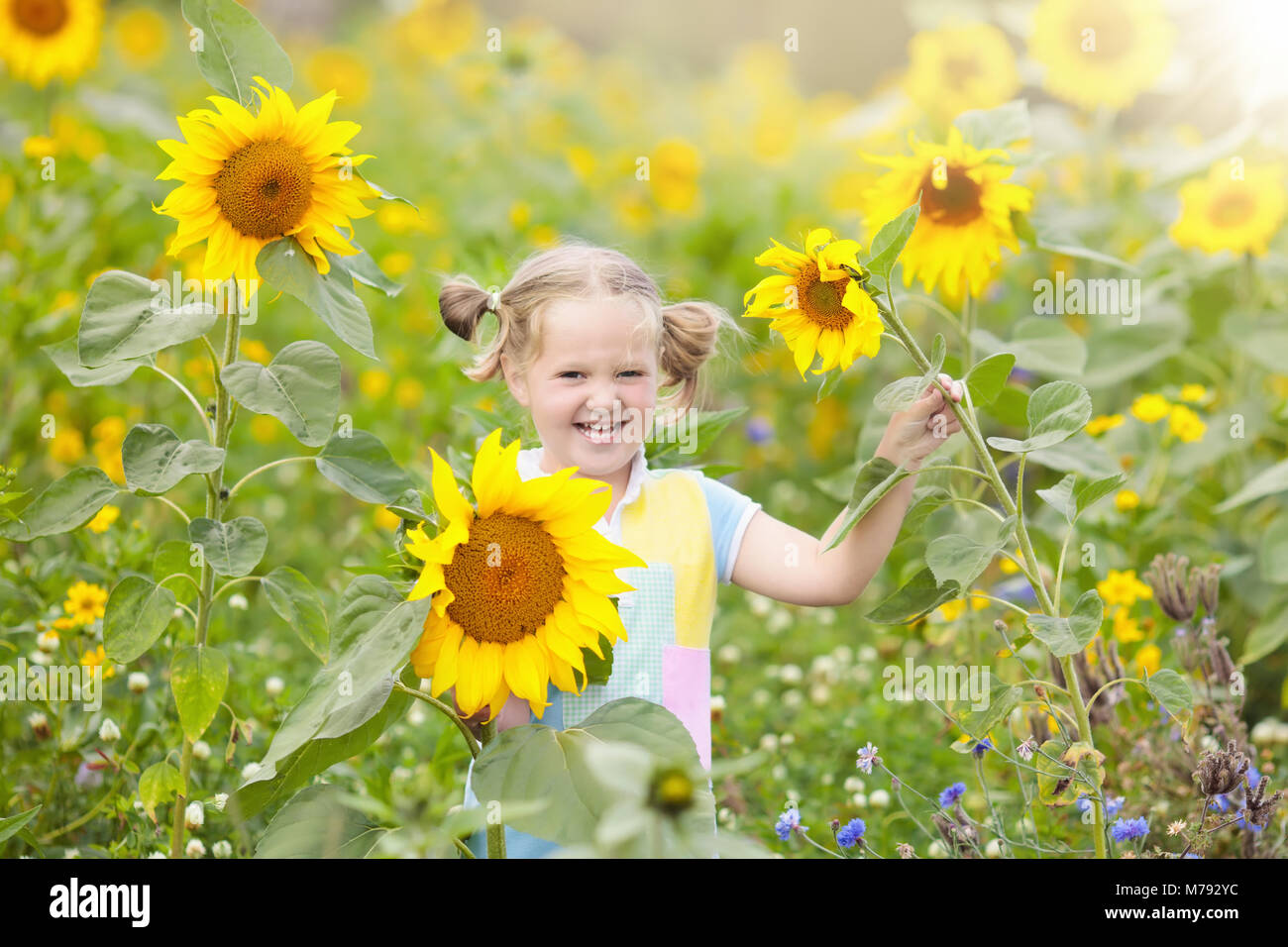 Child playing in sunflower field on sunny summer day. Kids play with ...
