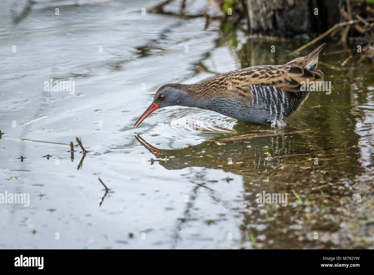 Elusive water rail hi-res stock photography and images - Alamy