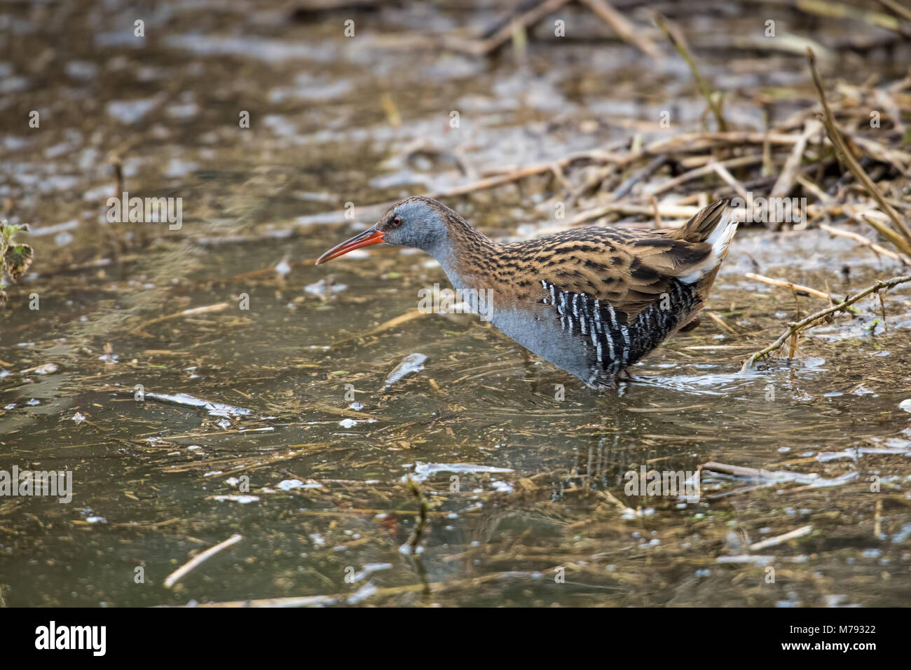 Water Rail (Rallus aquaticus) Wading Stock Photo - Alamy