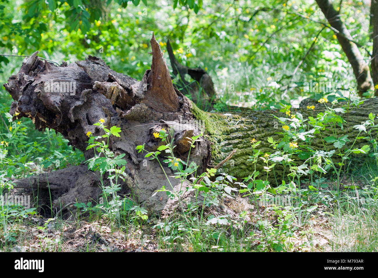 Oak tree leaf fallen hi-res stock photography and images - Alamy
