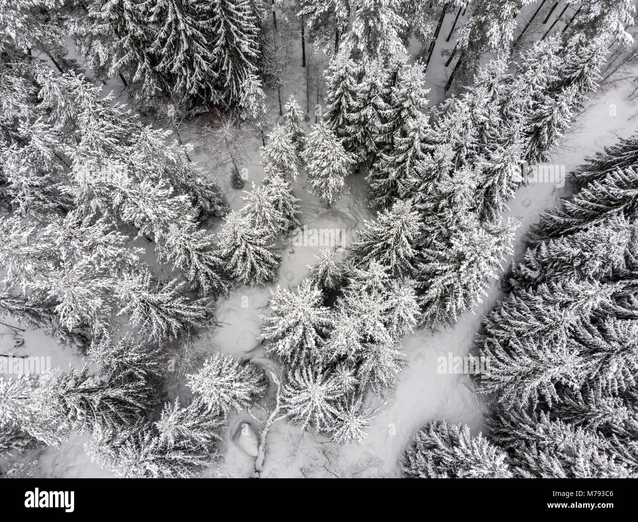 Cold winter in the evergreen forest Stock Photo - Alamy
