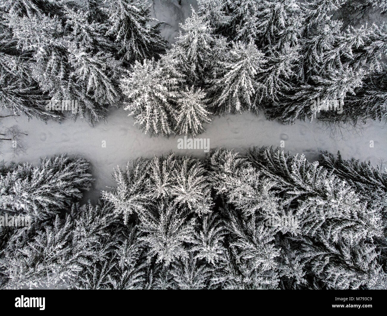 Birds eye view of a forest in winter Stock Photo - Alamy