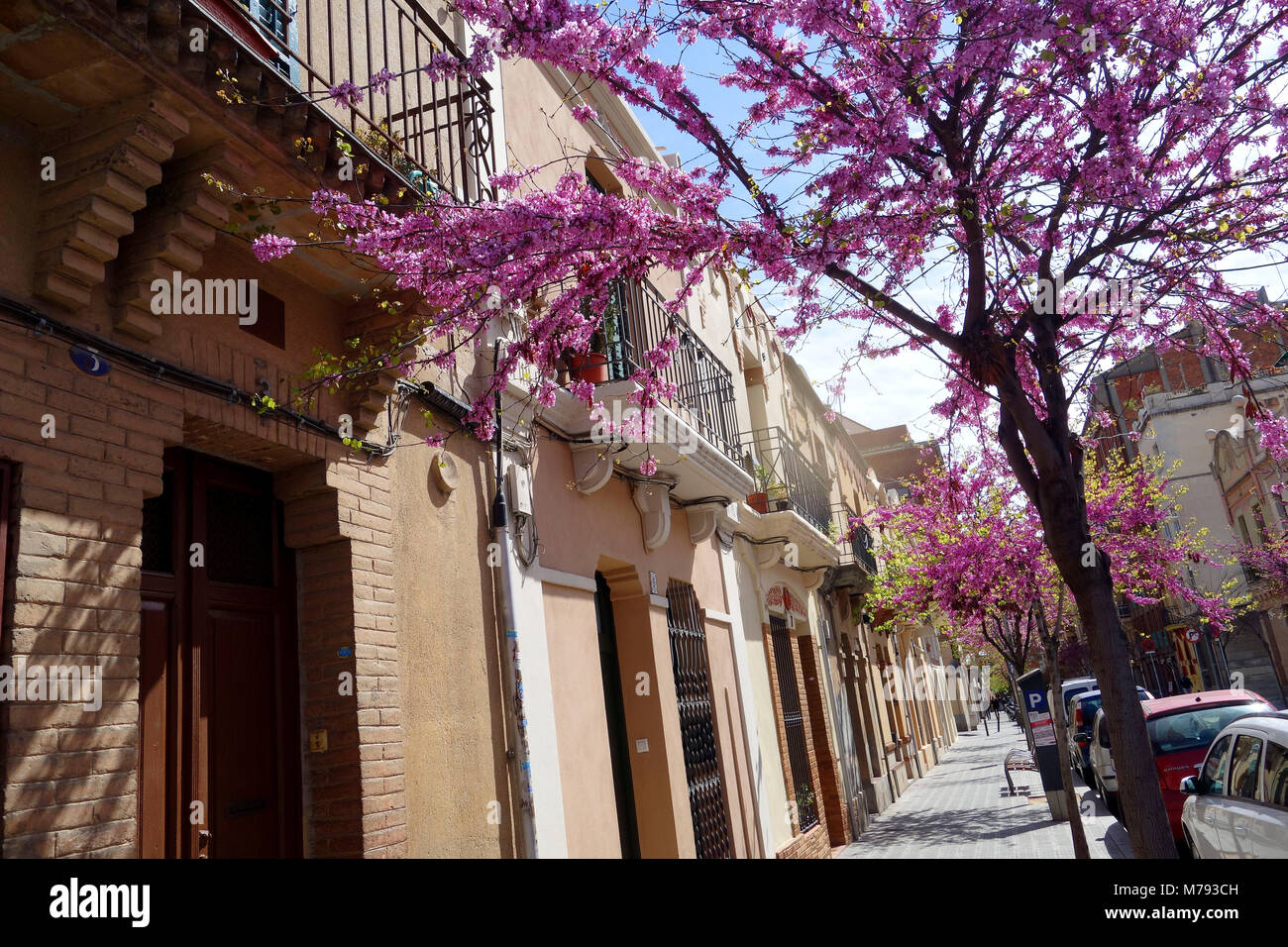 Barcelona spring blossom hi-res stock photography and images - Alamy