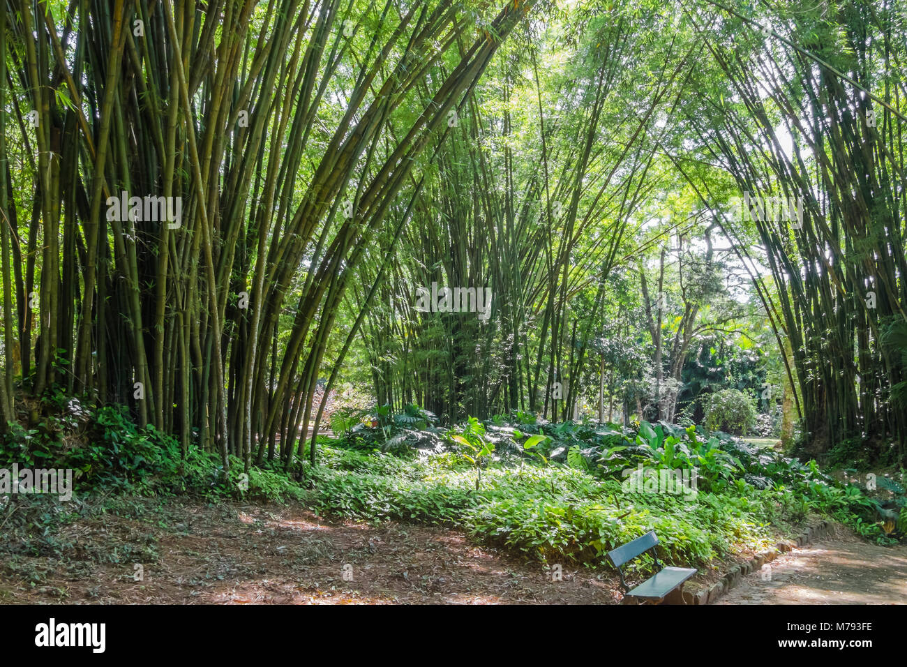 Bamboo Forest - Botanic Garden Rio de Janeiro, Brazil Stock Photo - Alamy