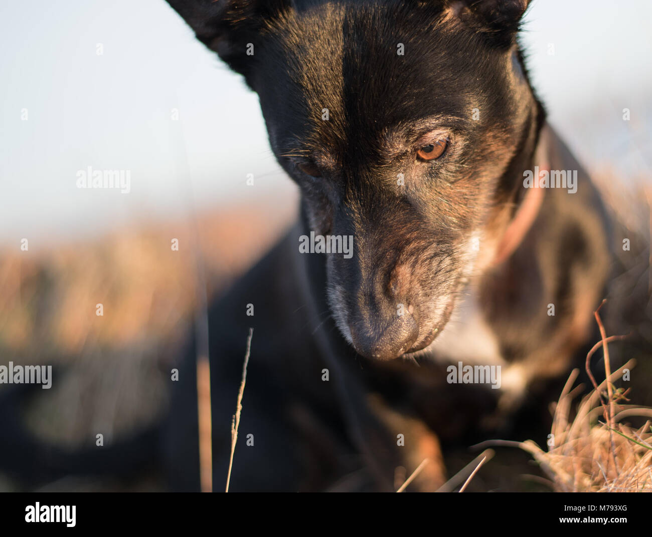 Black Rescue Dog Stock Photo - Alamy