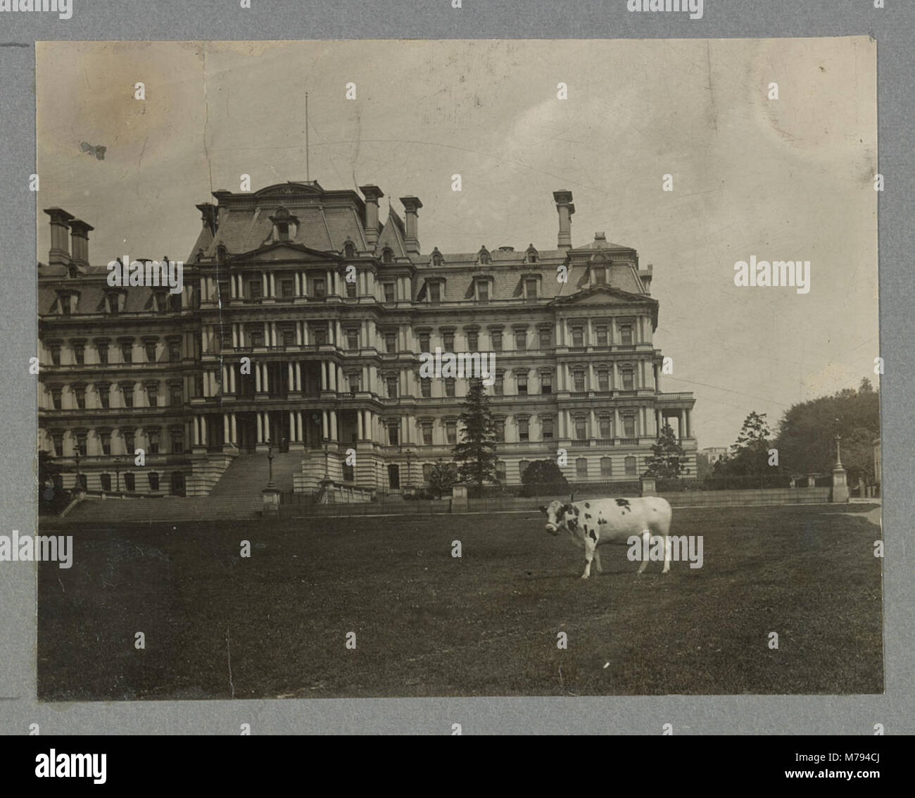 The image depicts Pauline, a cow that provided milk and cream for the ...