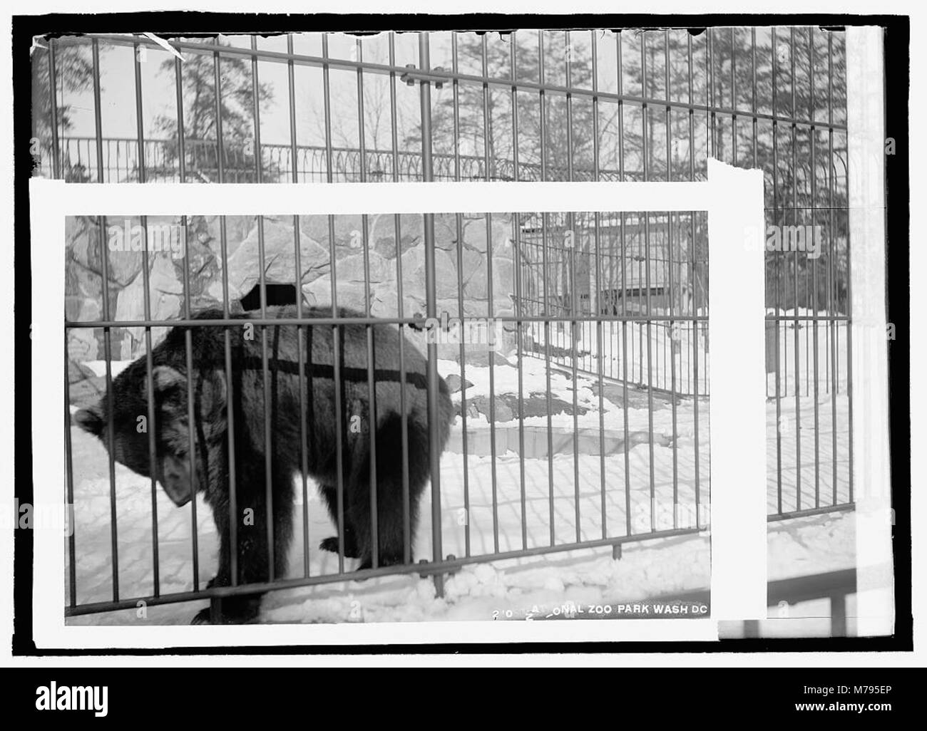 A bear at the zoo, captured in a photograph, highlighting wildlife in ...