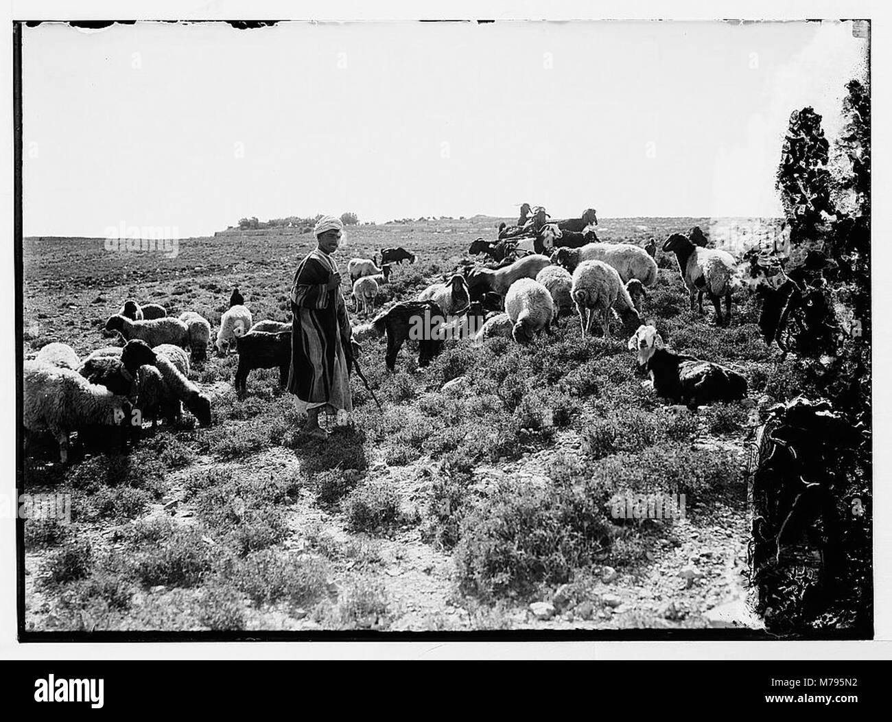 A Bedouin shepherd in the desert, depicting traditional life and ...