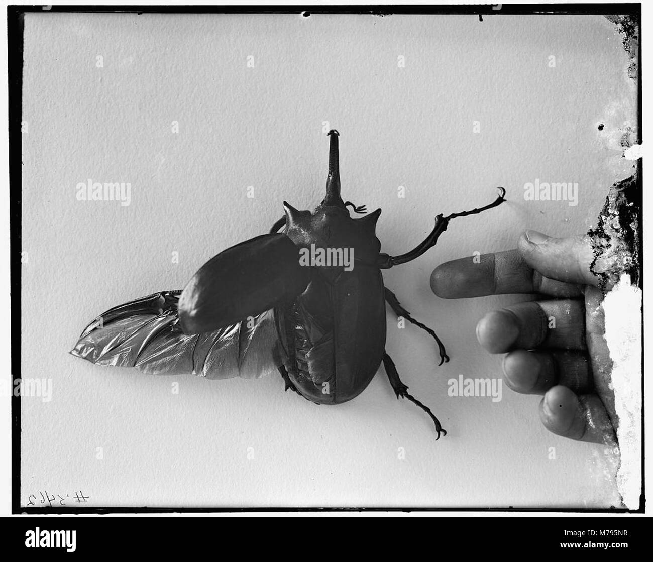 Diversity of beetle anatomy Black and White Stock Photos & Images - Alamy