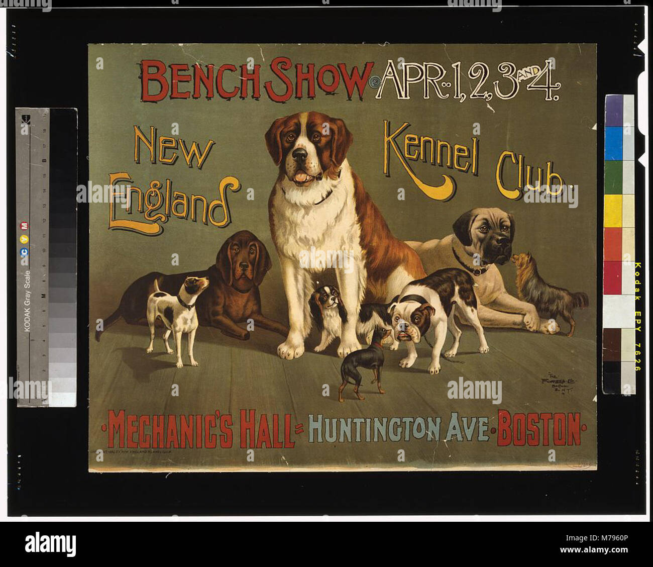 Breeds of dogs hi-res stock photography and images - Alamy