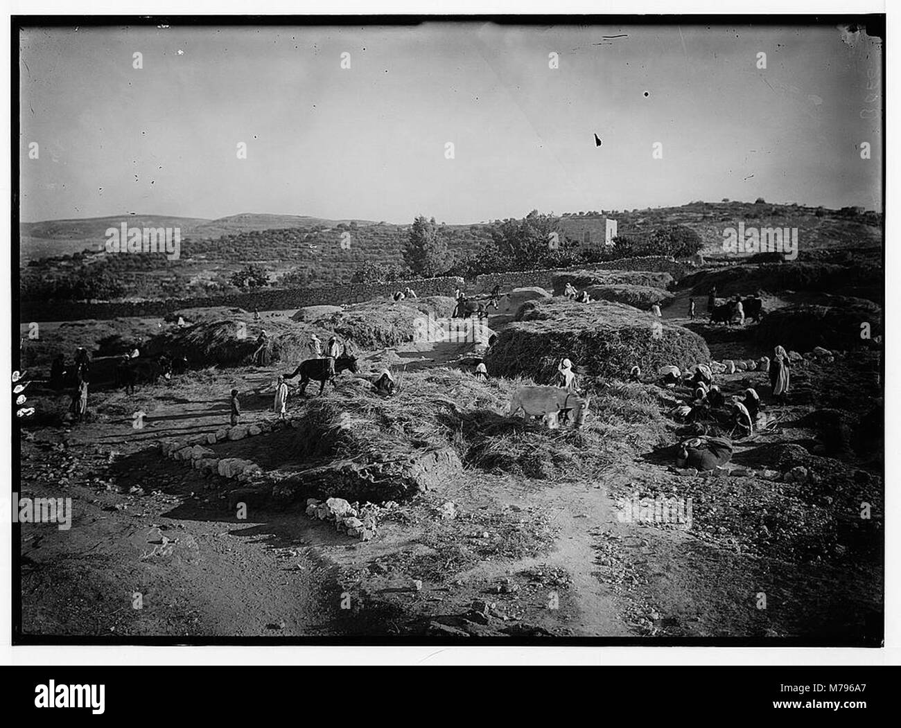 Threshing floor Black and White Stock Photos & Images - Alamy