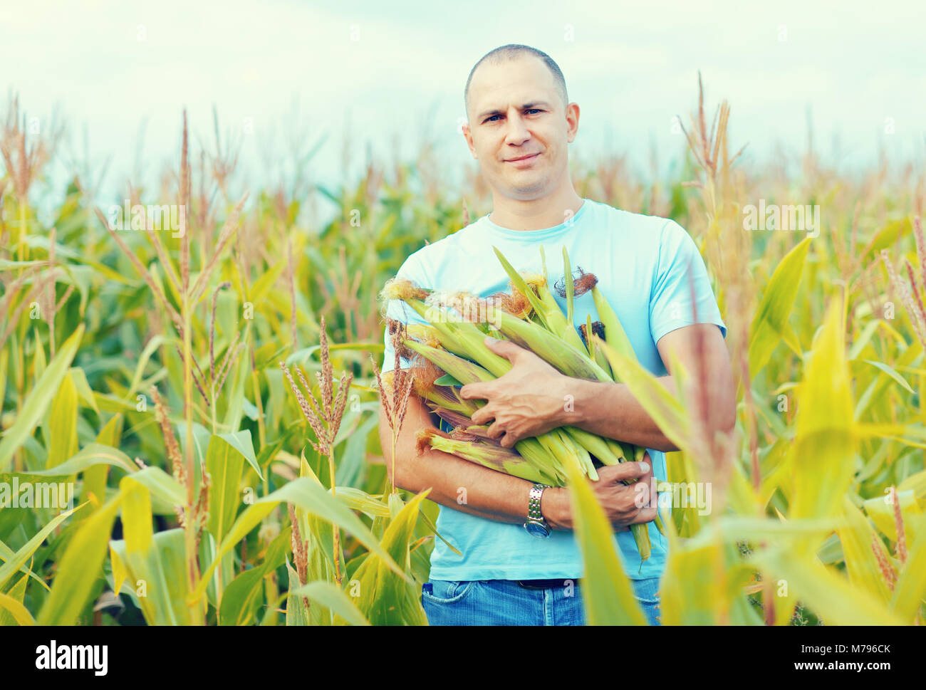 Man is standing in cornfield with hands full of corn cobs Stock Photo ...