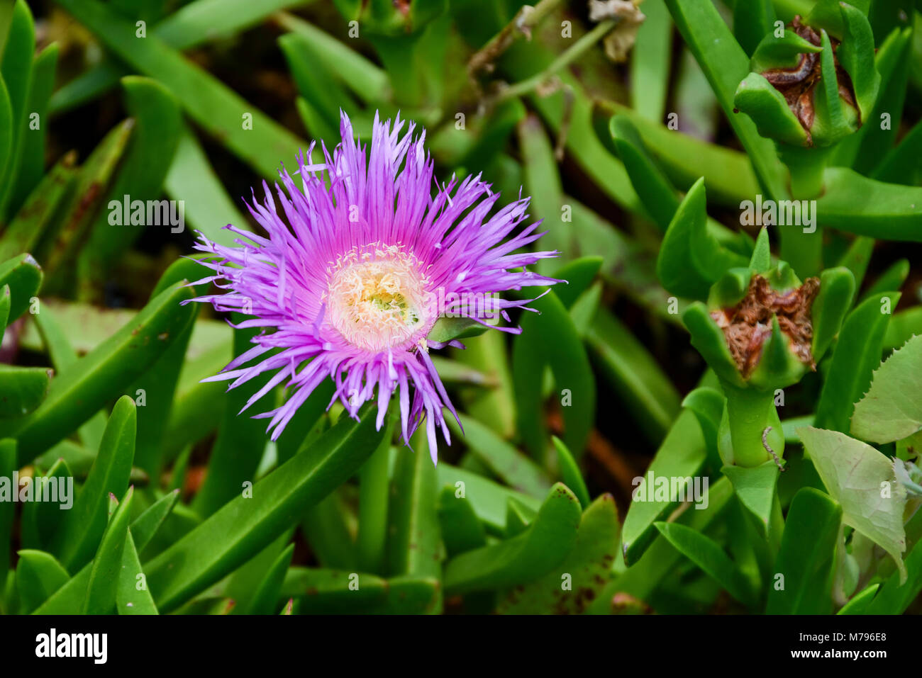 The flower of a trailing ice plant (Delosperma cooperi Stock Photo - Alamy