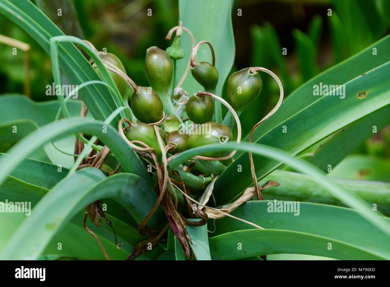 Bulbs forming on a Orange River lily (Crinum bulbispermum Stock Photo ...