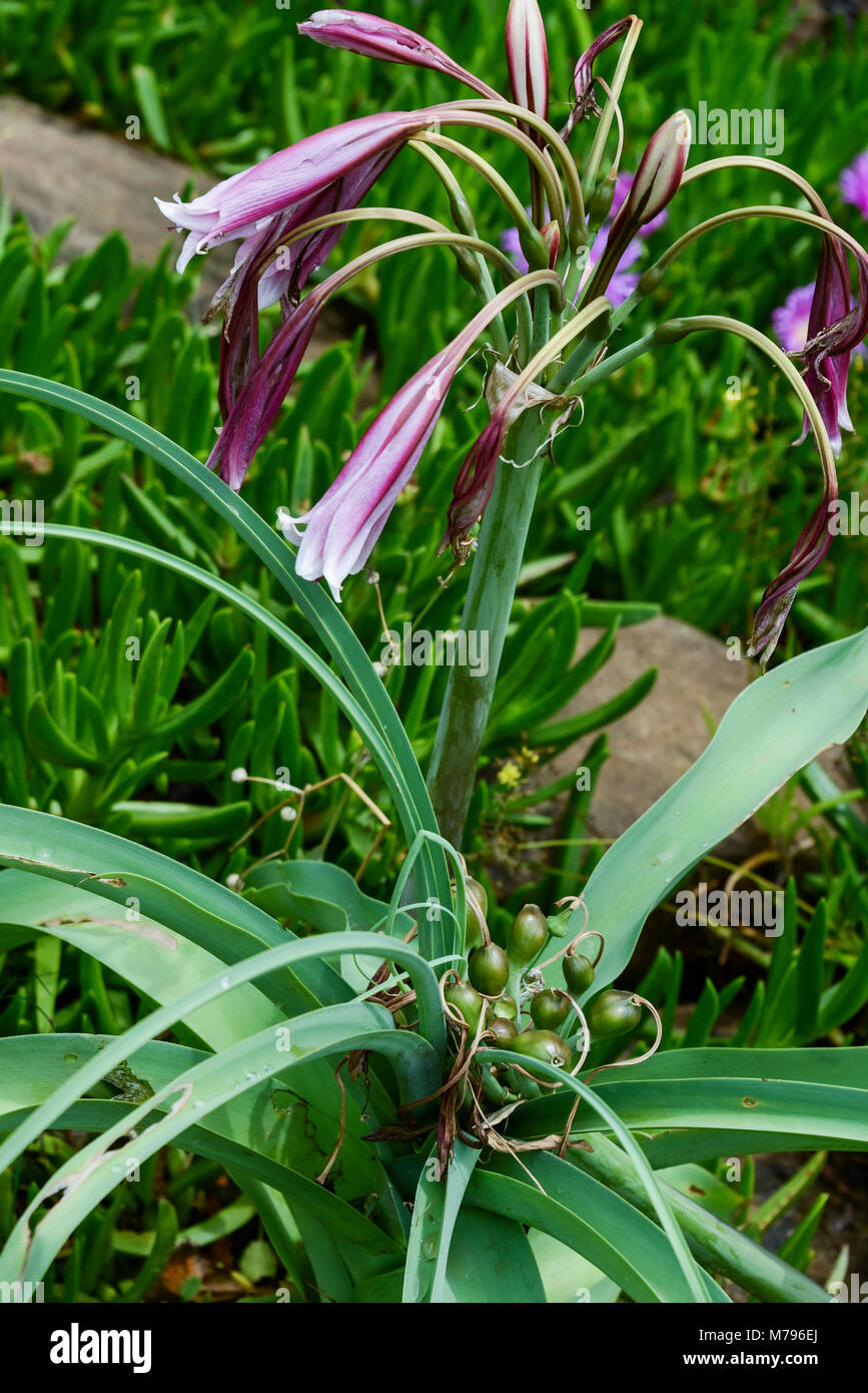River crinum lily hi-res stock photography and images - Alamy