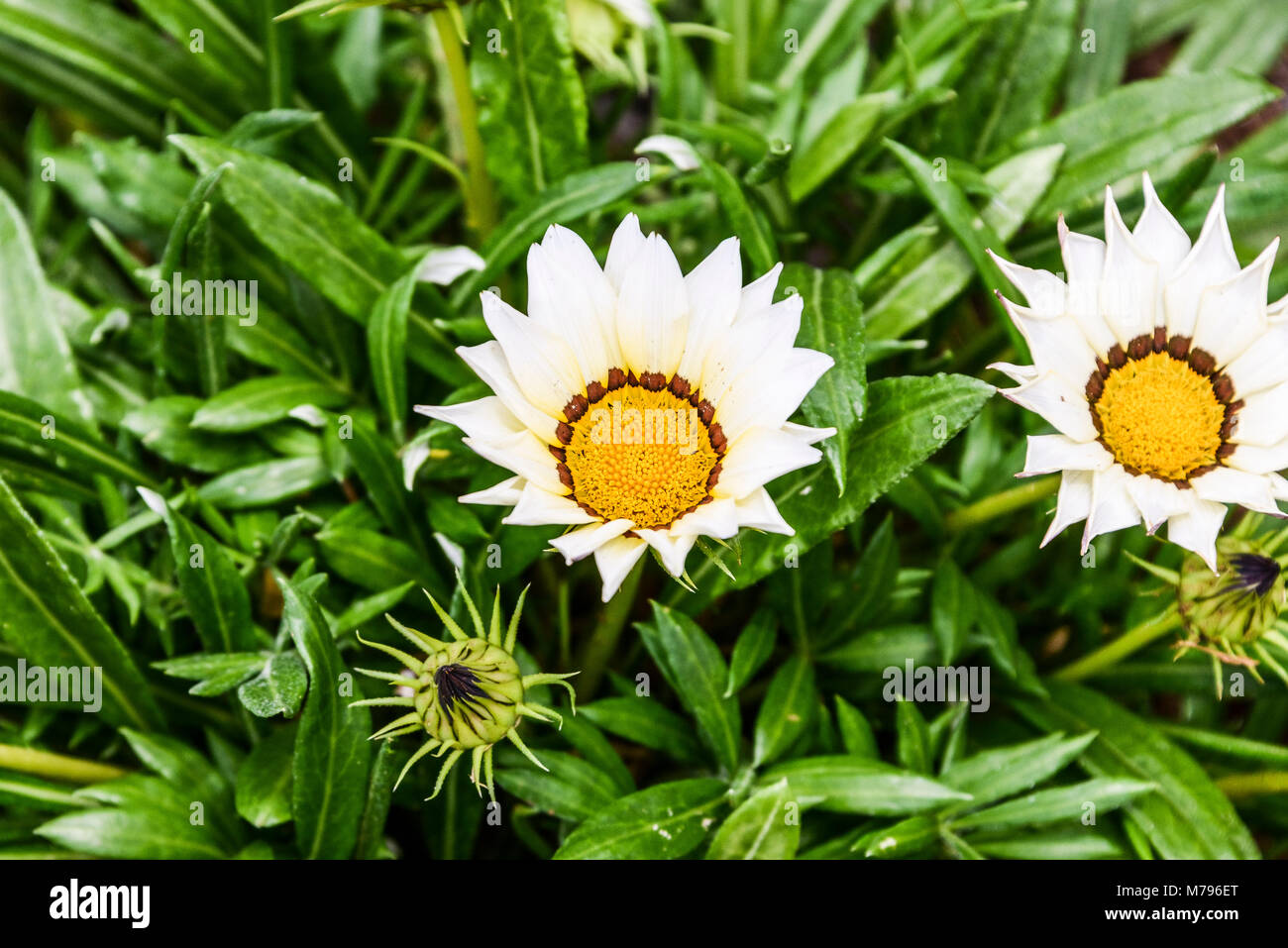 White Gazania flowers Stock Photo - Alamy