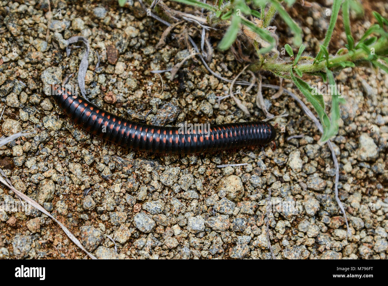 A millipede in South Africa Stock Photo - Alamy
