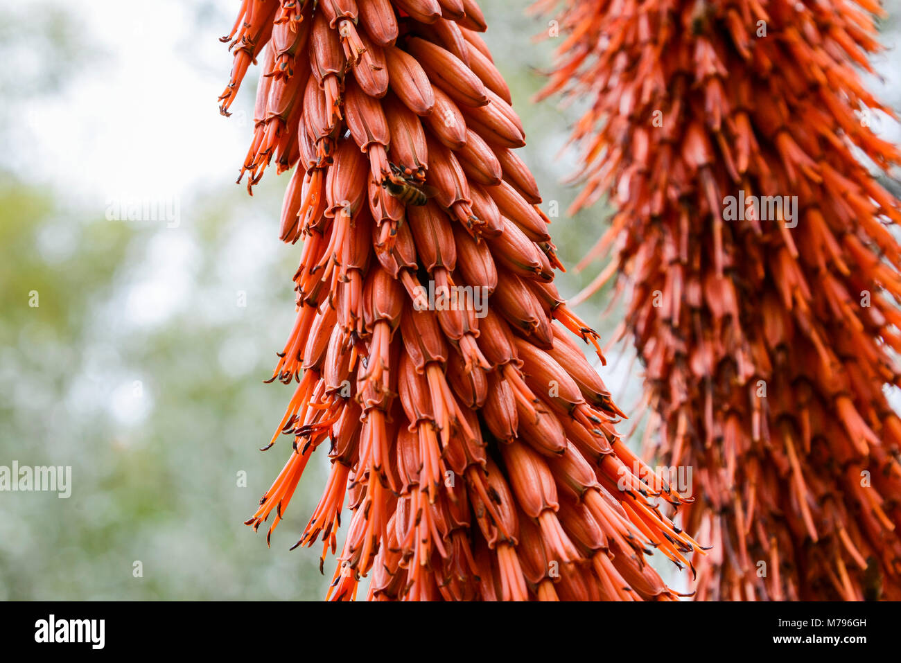 A bee on the flowers of a bitter aloe (Aloe ferox Stock Photo - Alamy