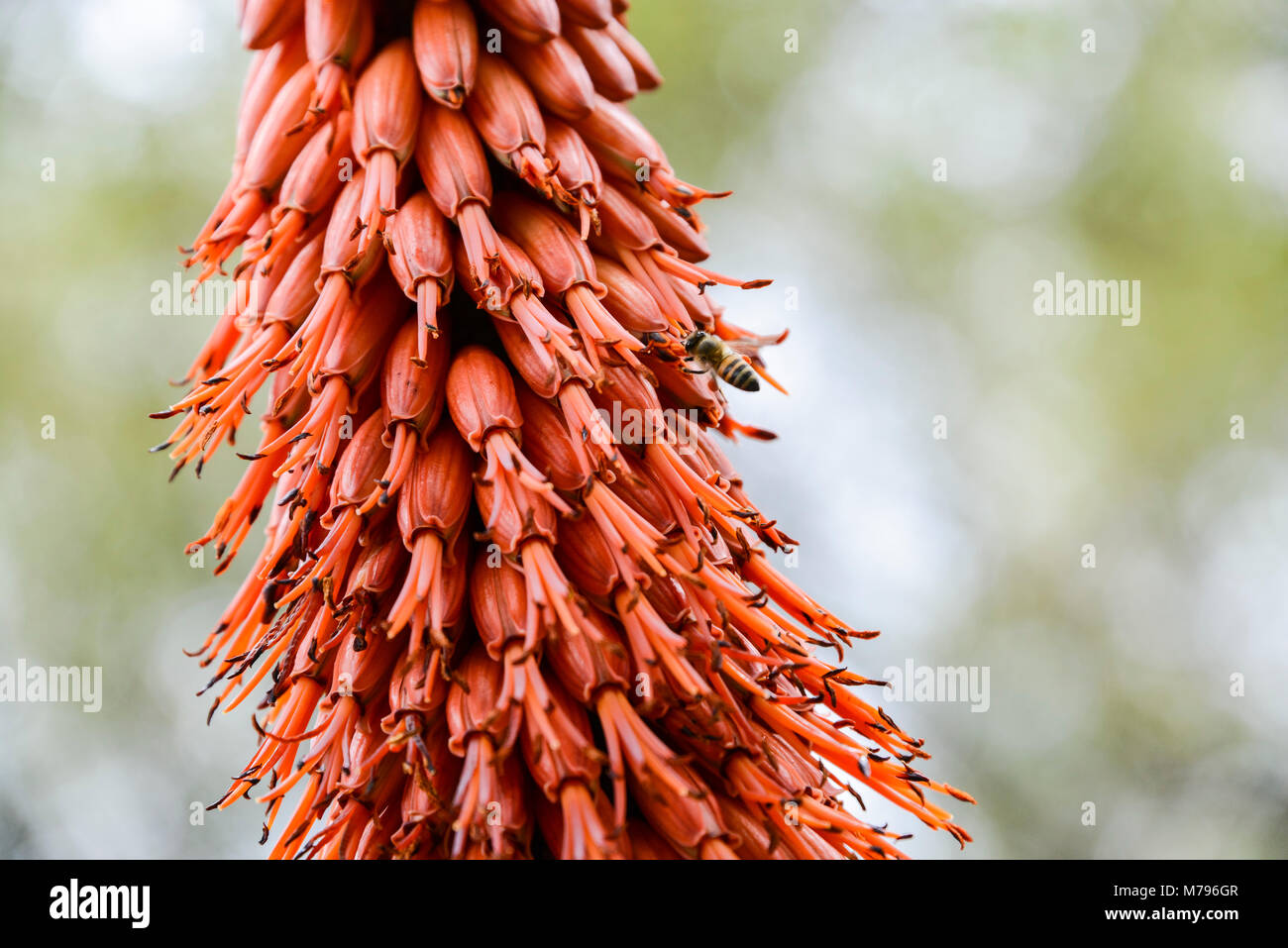 A bee on the flowers of a bitter aloe (Aloe ferox Stock Photo - Alamy