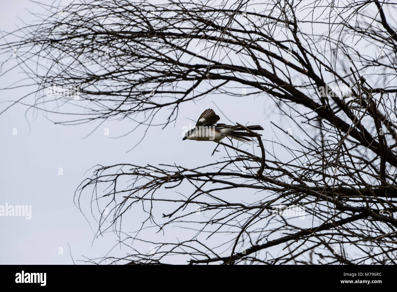 A southern fiscal (Lanius collaris) taking off from a tree Stock Photo ...