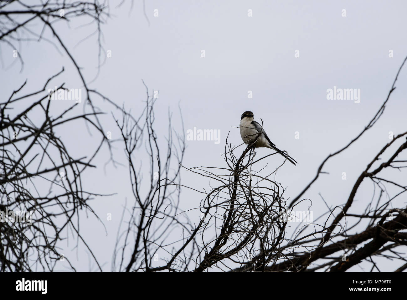 A southern fiscal (Lanius collaris) perched in a tree Stock Photo - Alamy