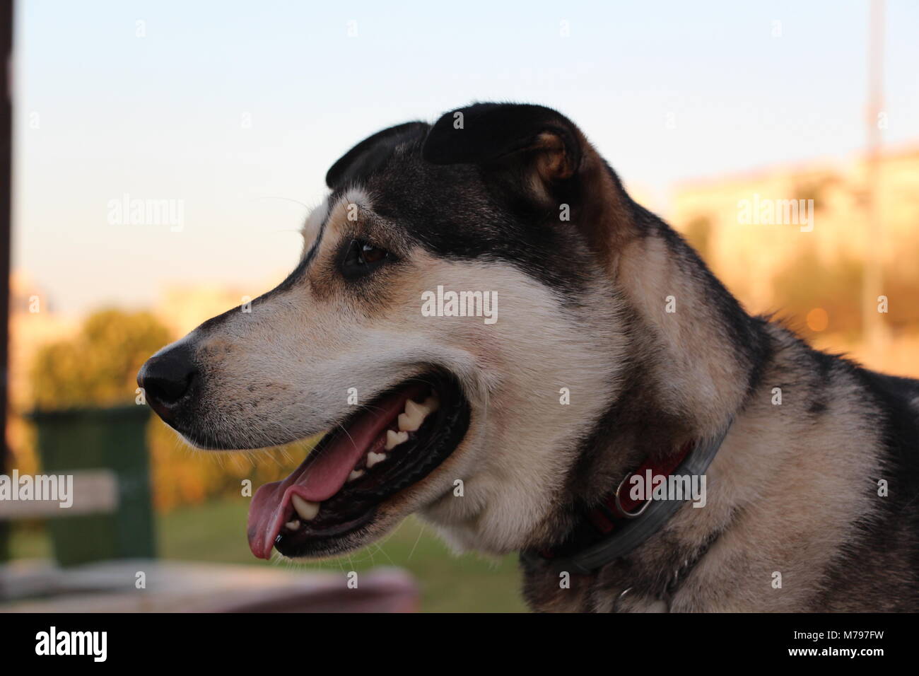 Husky profile hi-res stock photography and images - Alamy