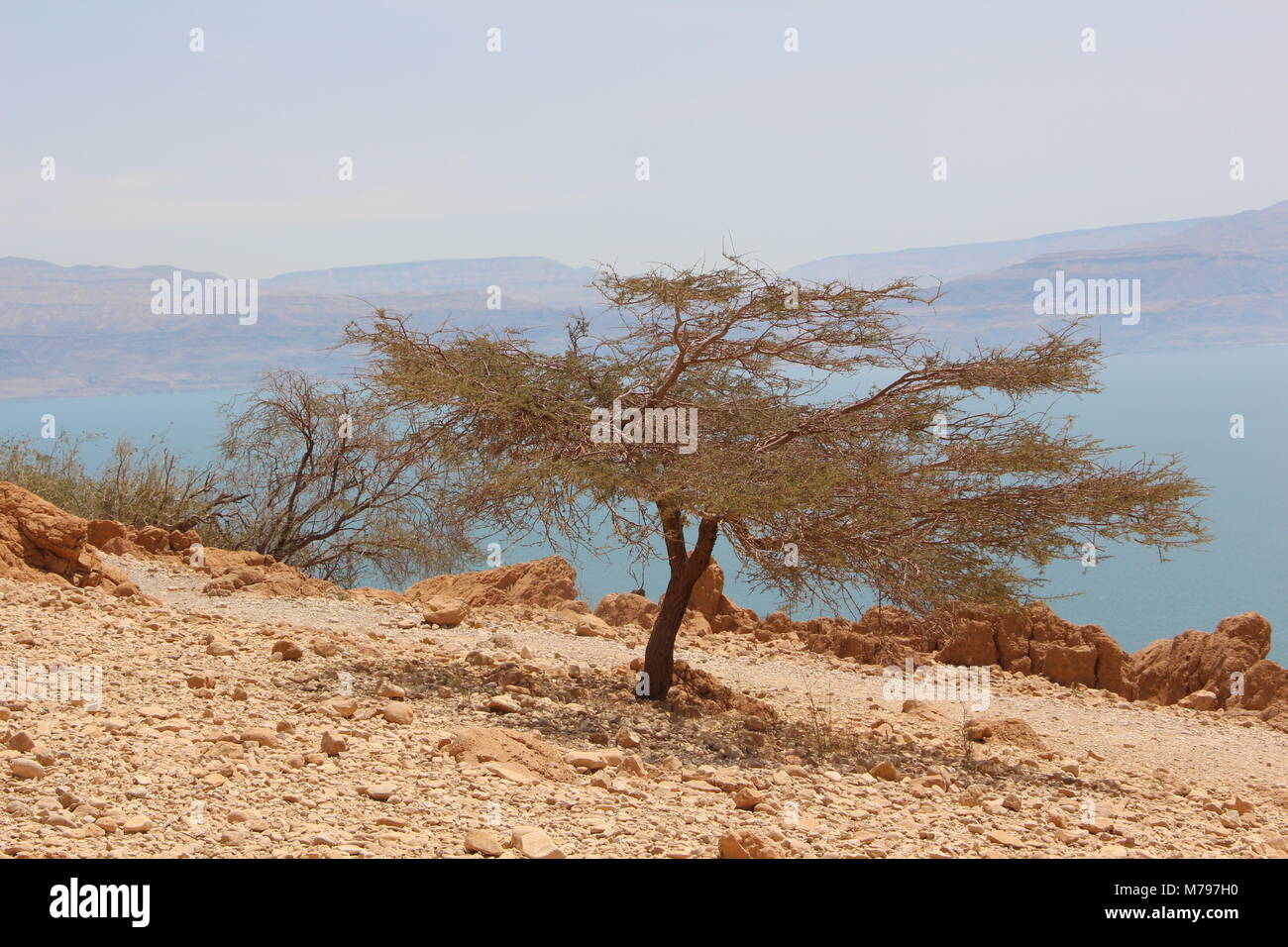 Acacia raddiana hi-res stock photography and images - Alamy