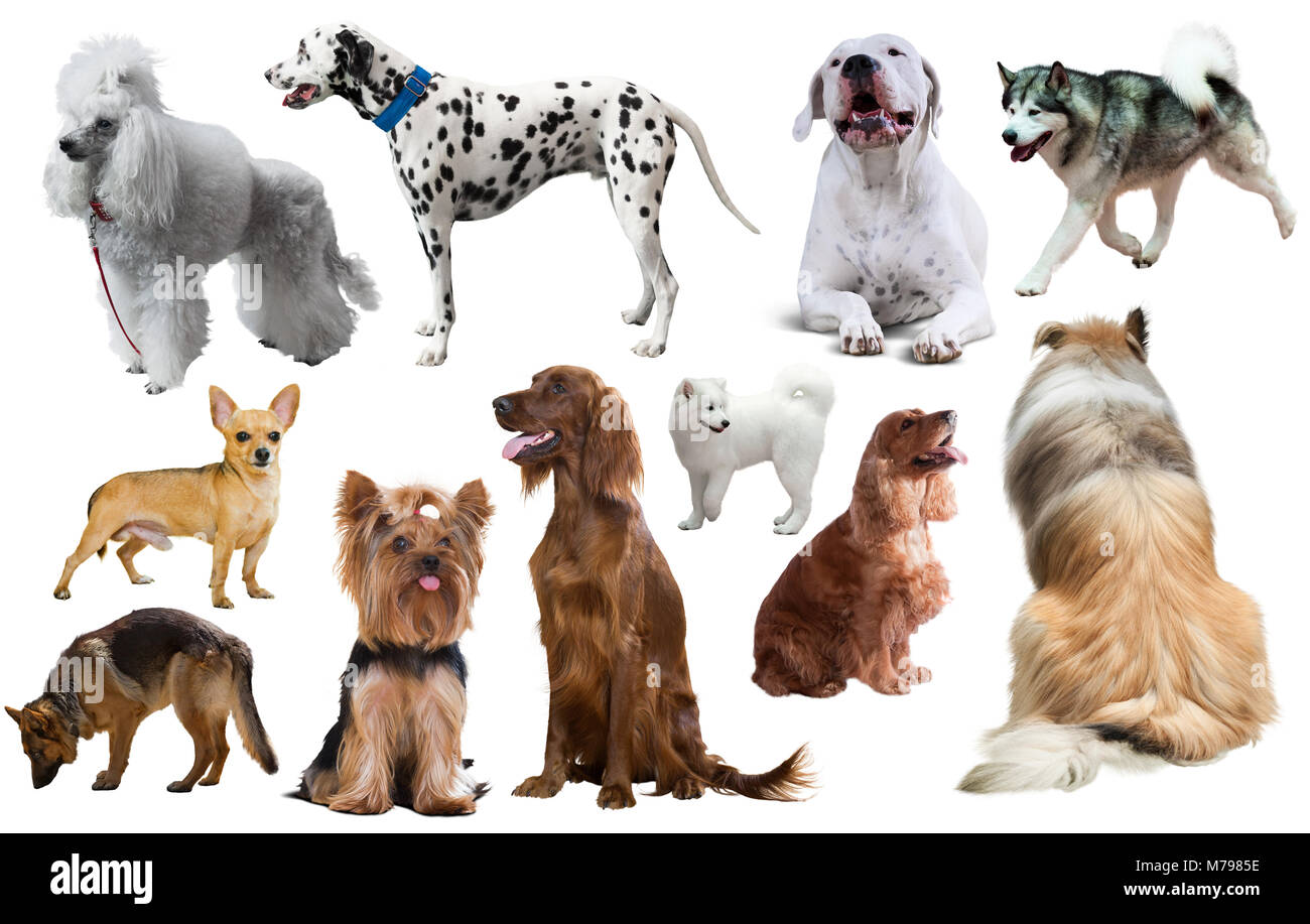 Collection of various dog breeds isolated on white Stock Photo - Alamy