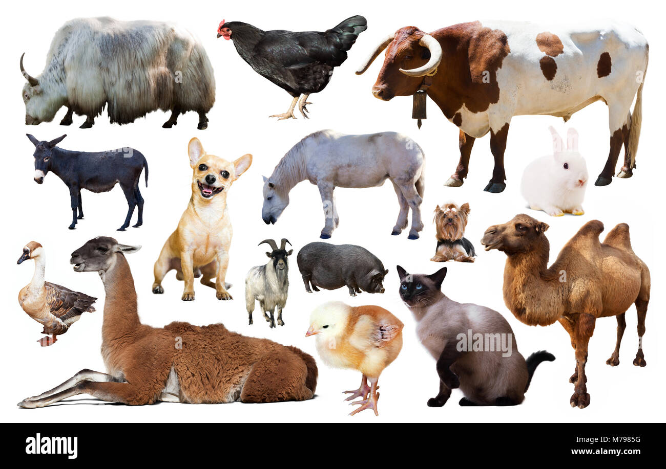 set of various farming animals including cattle and pets isolated Stock ...