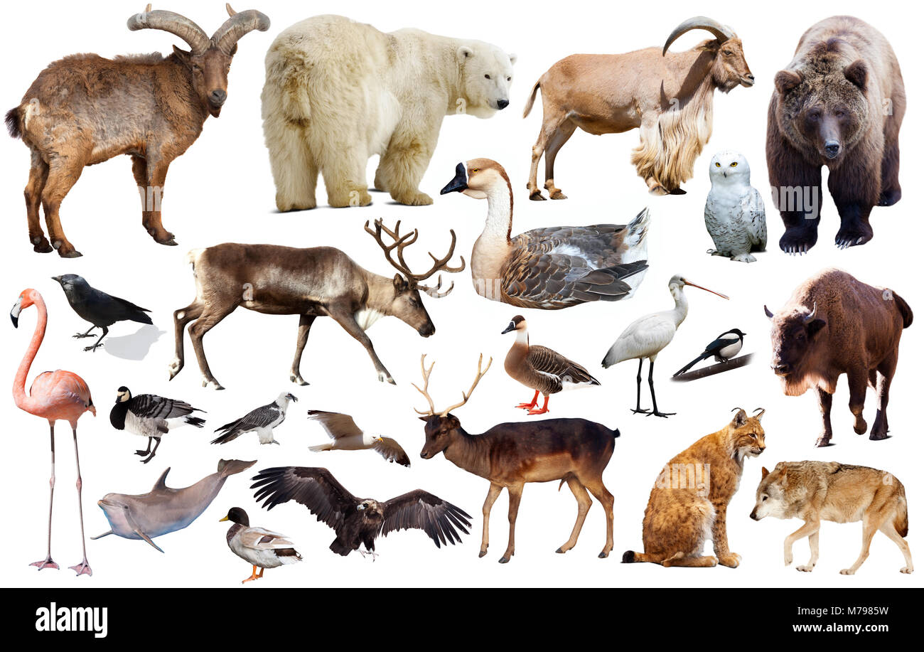 Set of bear and other european animals. Isolated on white background ...