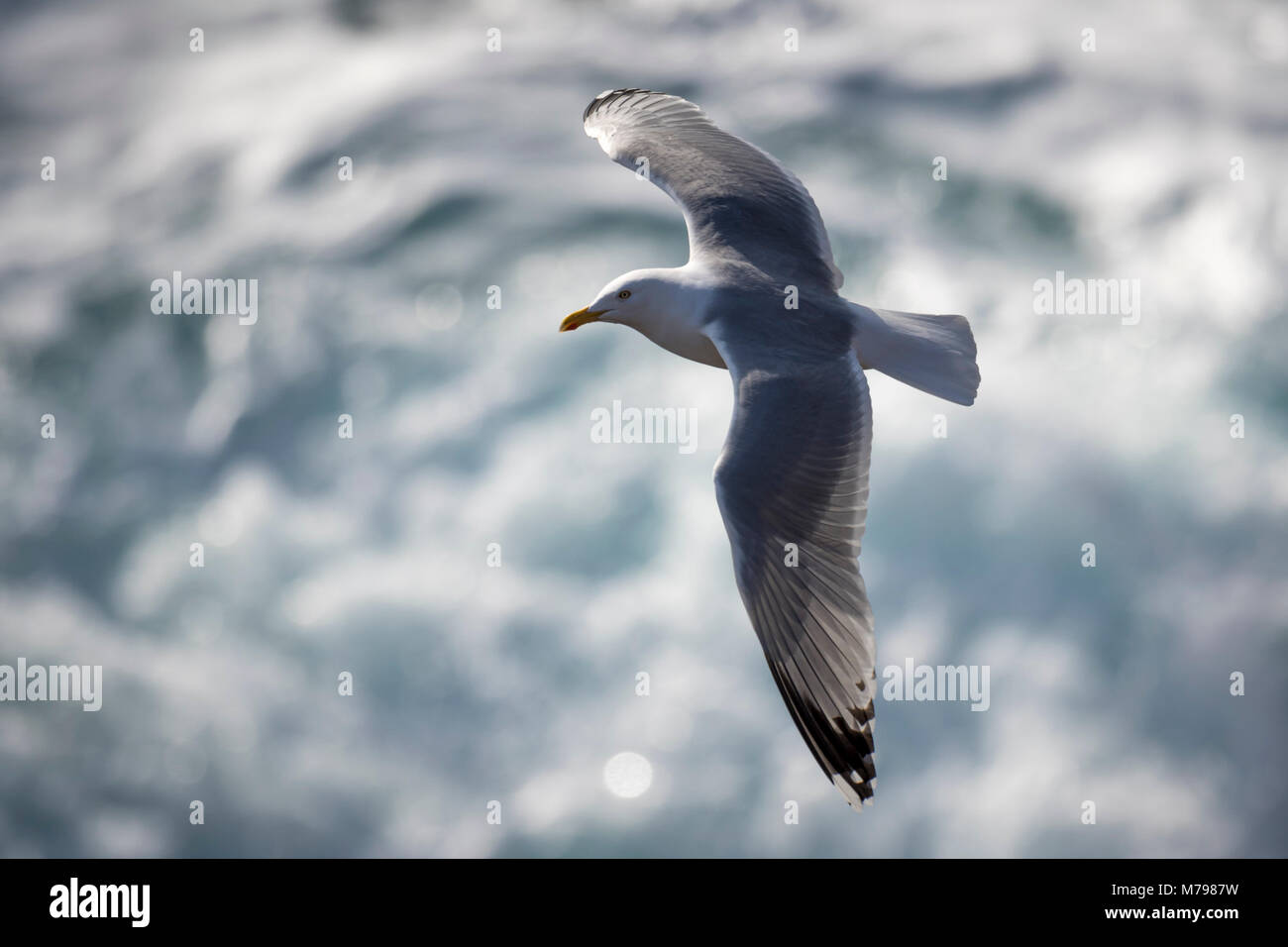 Common gull in flight Stock Photo - Alamy