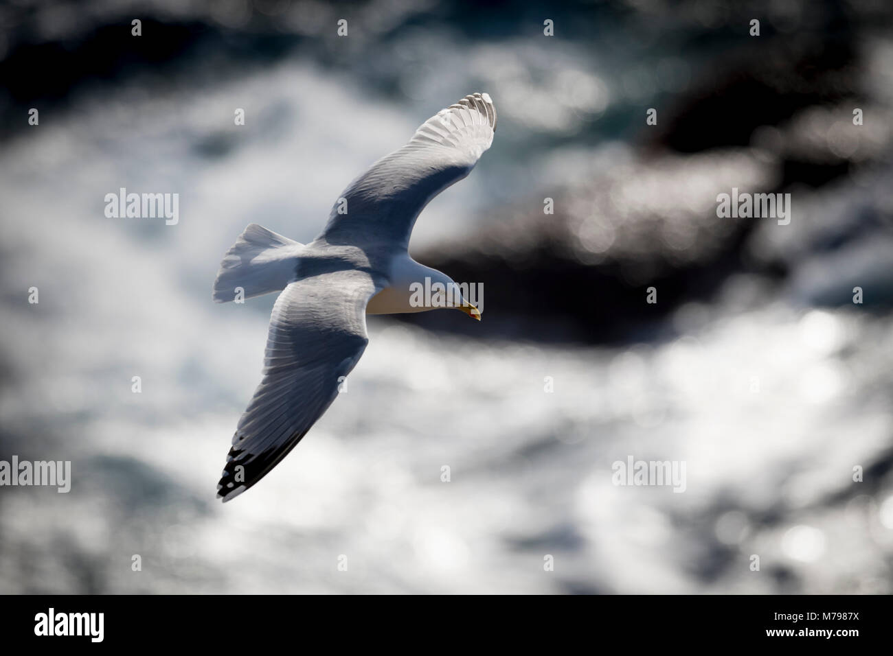 Common gull in flight Stock Photo - Alamy