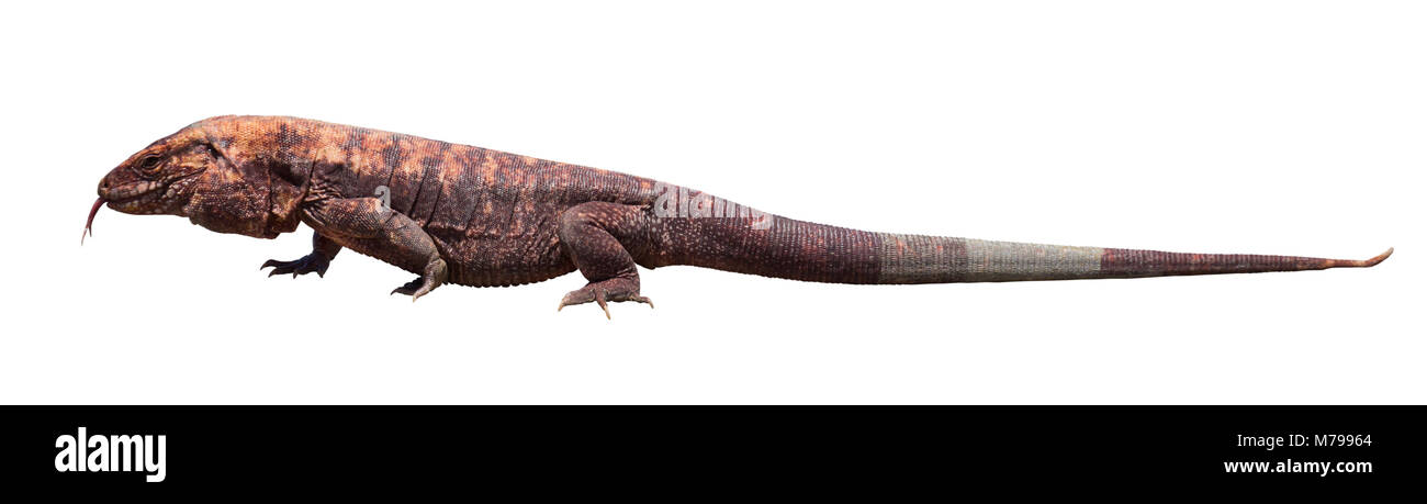 Argentine red tegu isolated on white background Stock Photo - Alamy