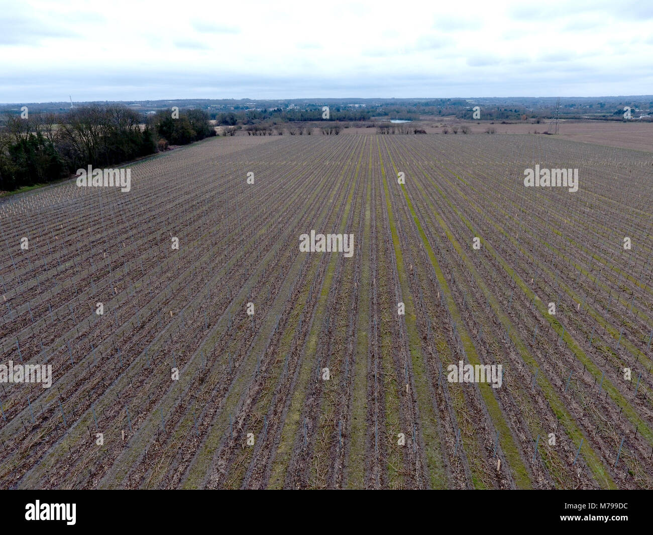 Aerial drone shot looking down at rows of vines in a Kent vineyard as ...