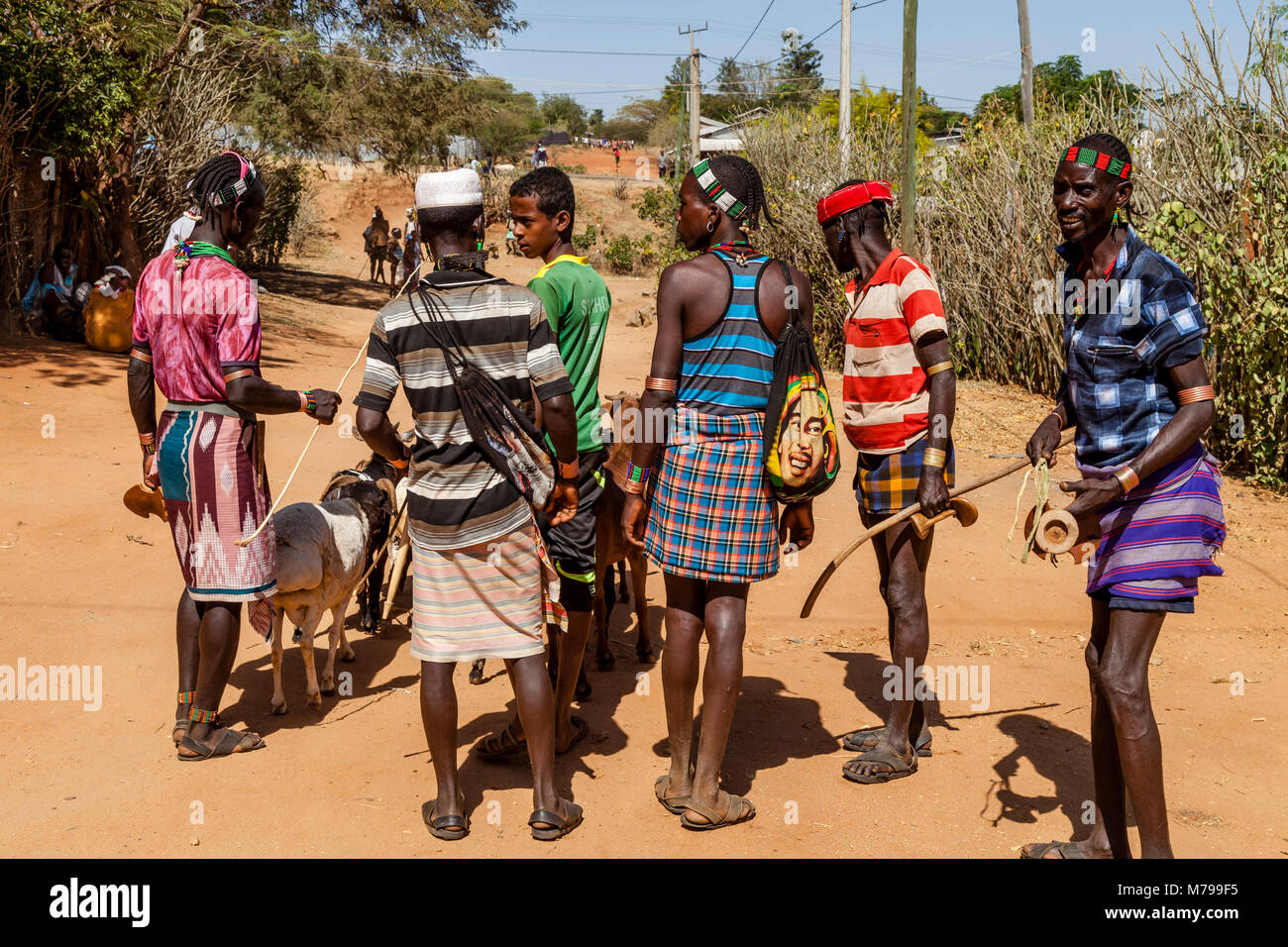 Young Hamar Men Taking Their Livestock To Market, Dimeka, Omo Valley ...